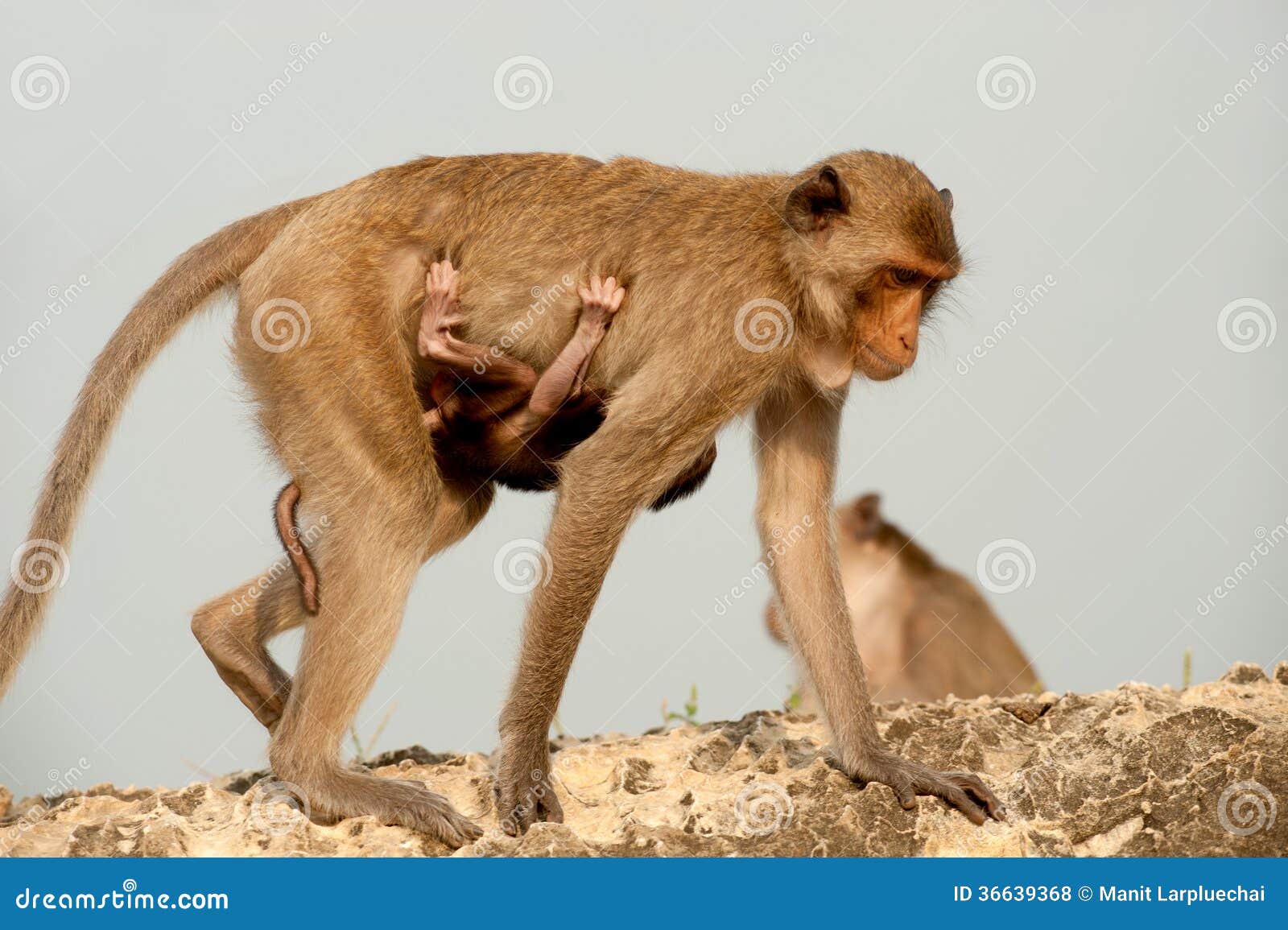 Monkey mother and son. stock photo. Image of mammal, drinking - 36639368