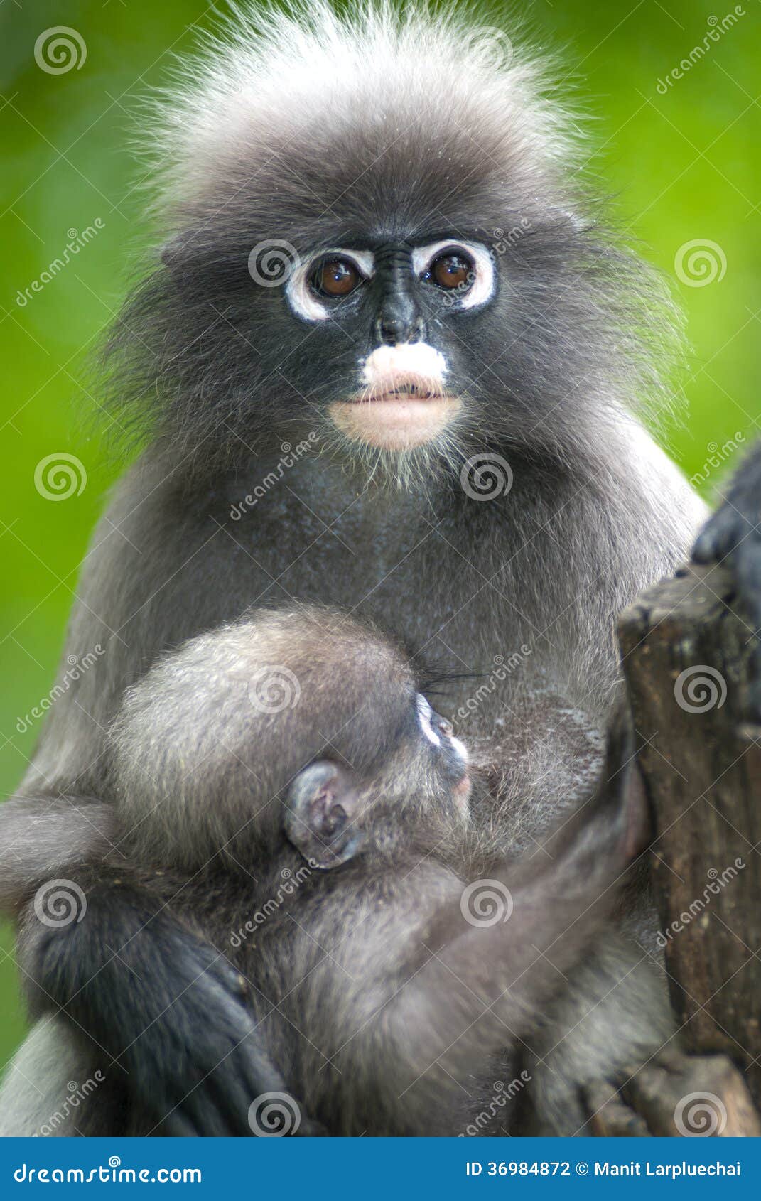 Monkey Mother and Son ( Presbytis Obscura Reid ). Stock Photo - Image ...