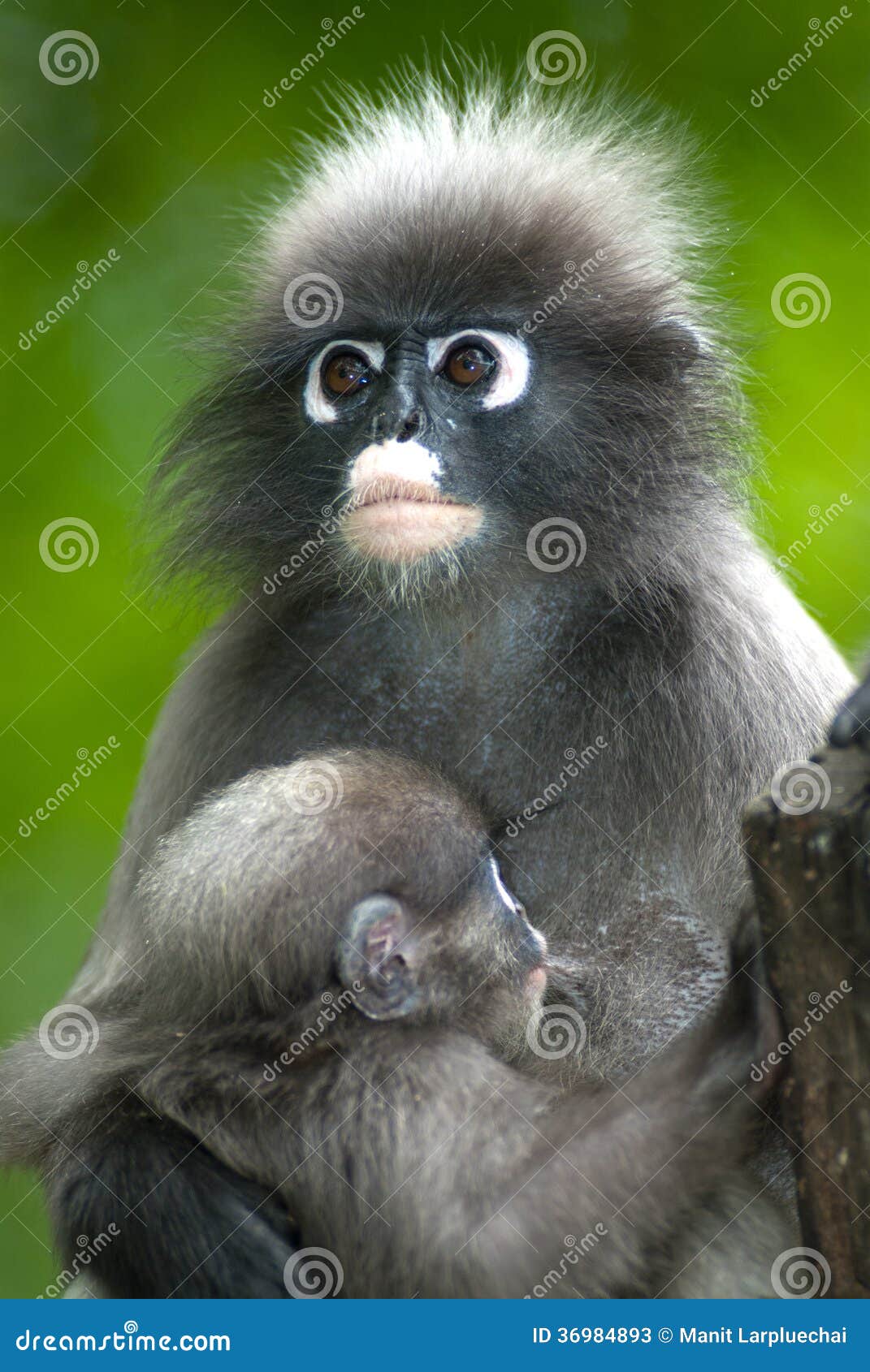 Monkey Mother and Son ( Presbytis Obscura Reid ). Stock Image - Image ...