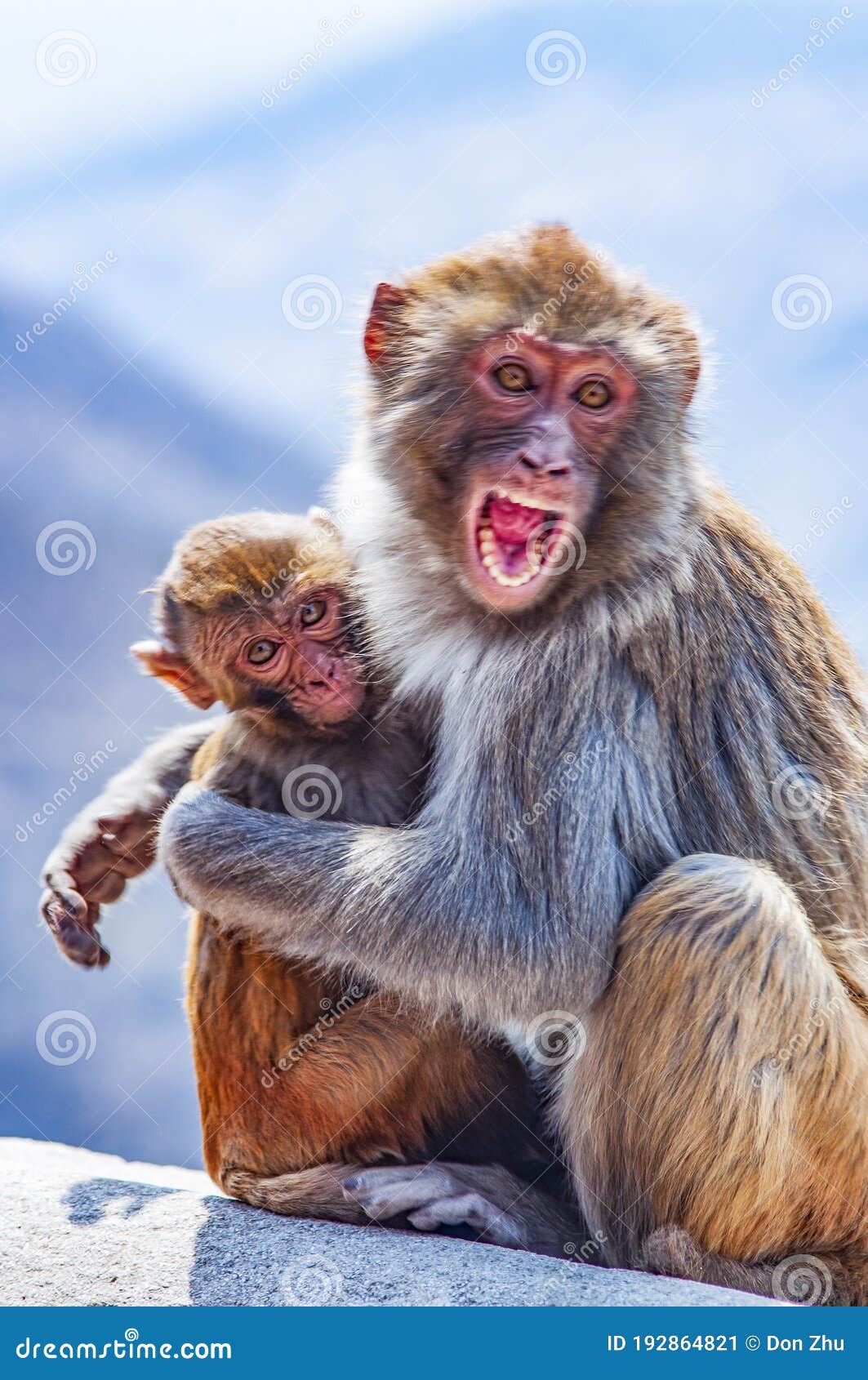 Monkey mother and son stock image. Image of love, beauty - 192864821
