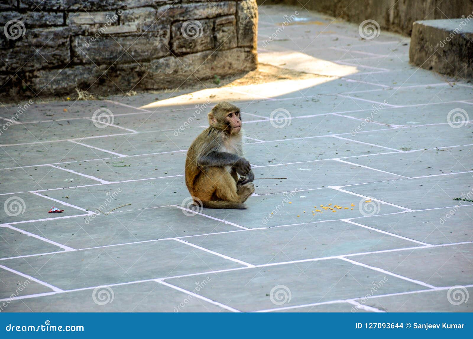 Monkey stock photo. Image of mothermonkey, monkey, bandar - 127093644