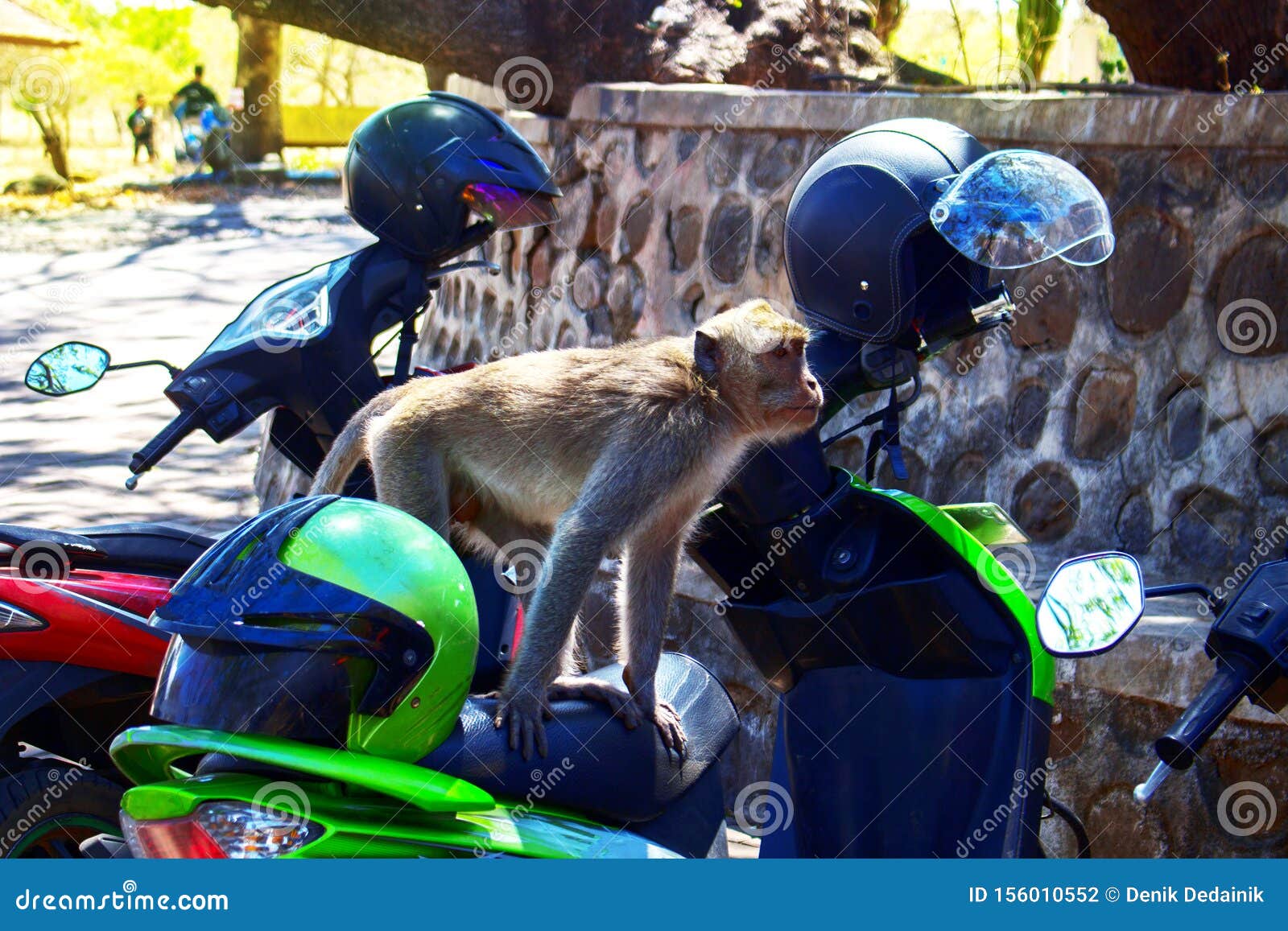 Monkey on Motor stock photo. Image of monkey, asia, jungle - 156010552