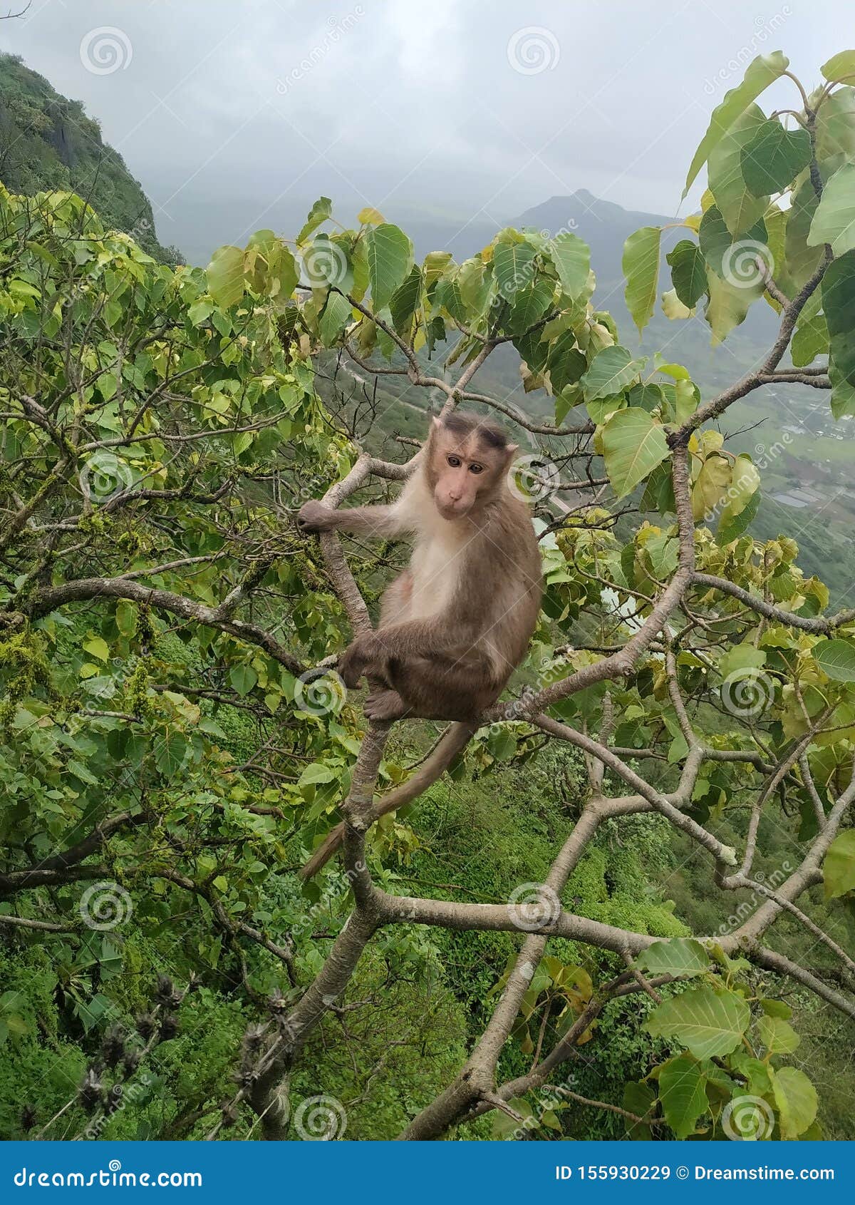 Monkey in mountain stock image. Image of tree, mountain - 155930229