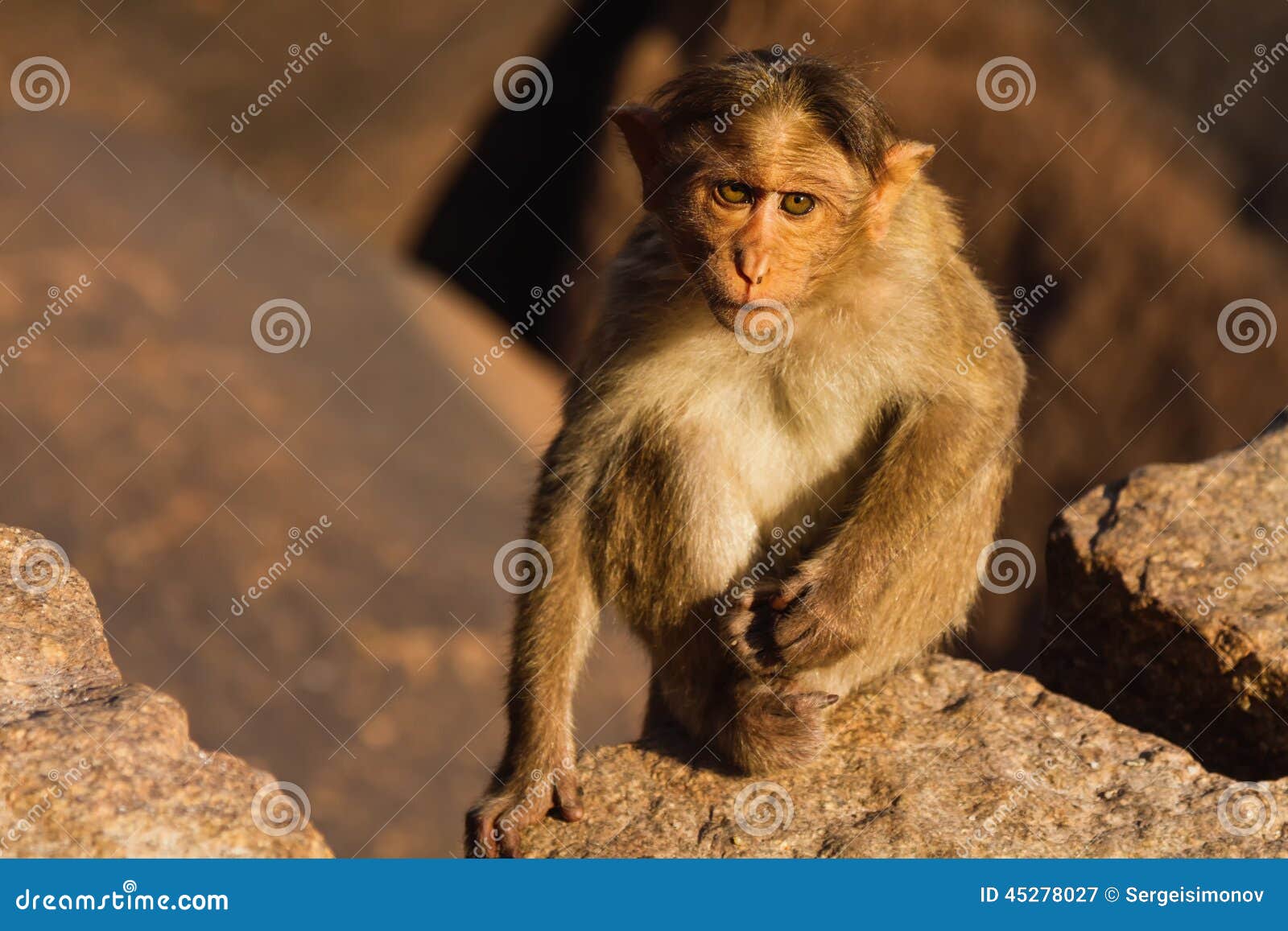 Monkey in the mountain stock image. Image of monkey, natural - 45278027