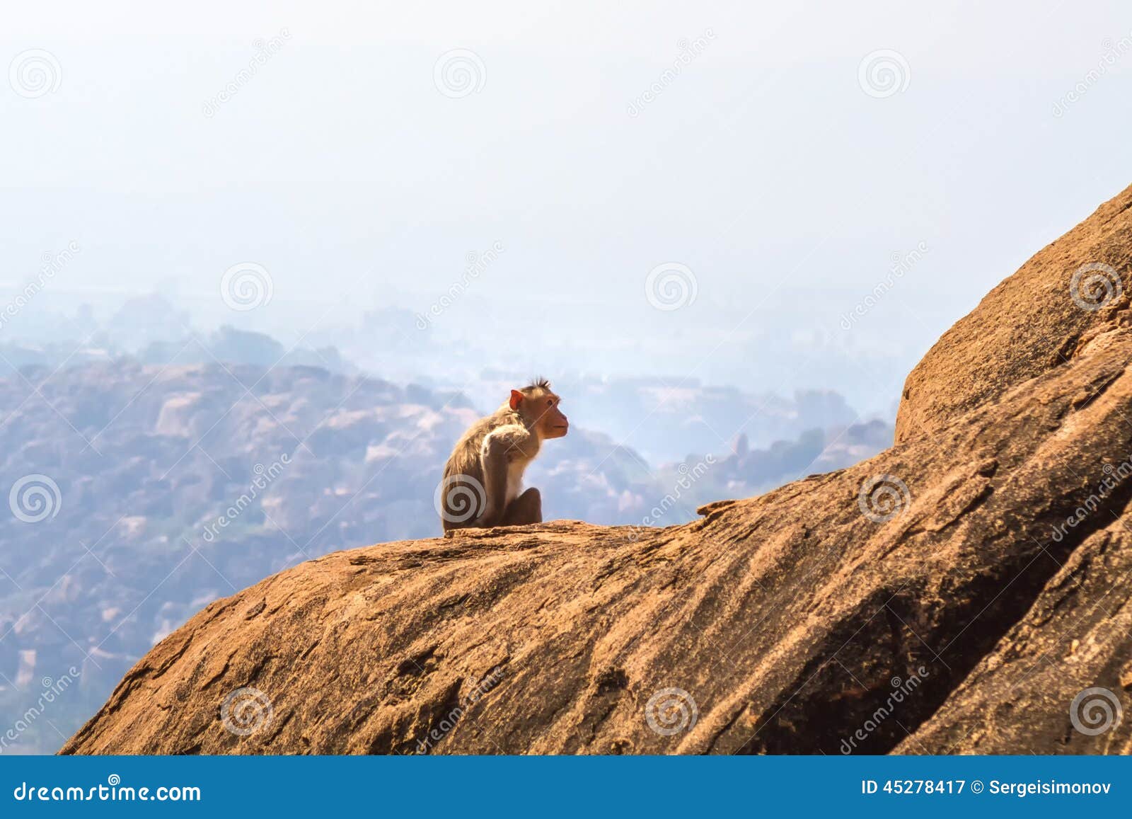 Monkey in the mountain stock image. Image of marmoset - 45278417