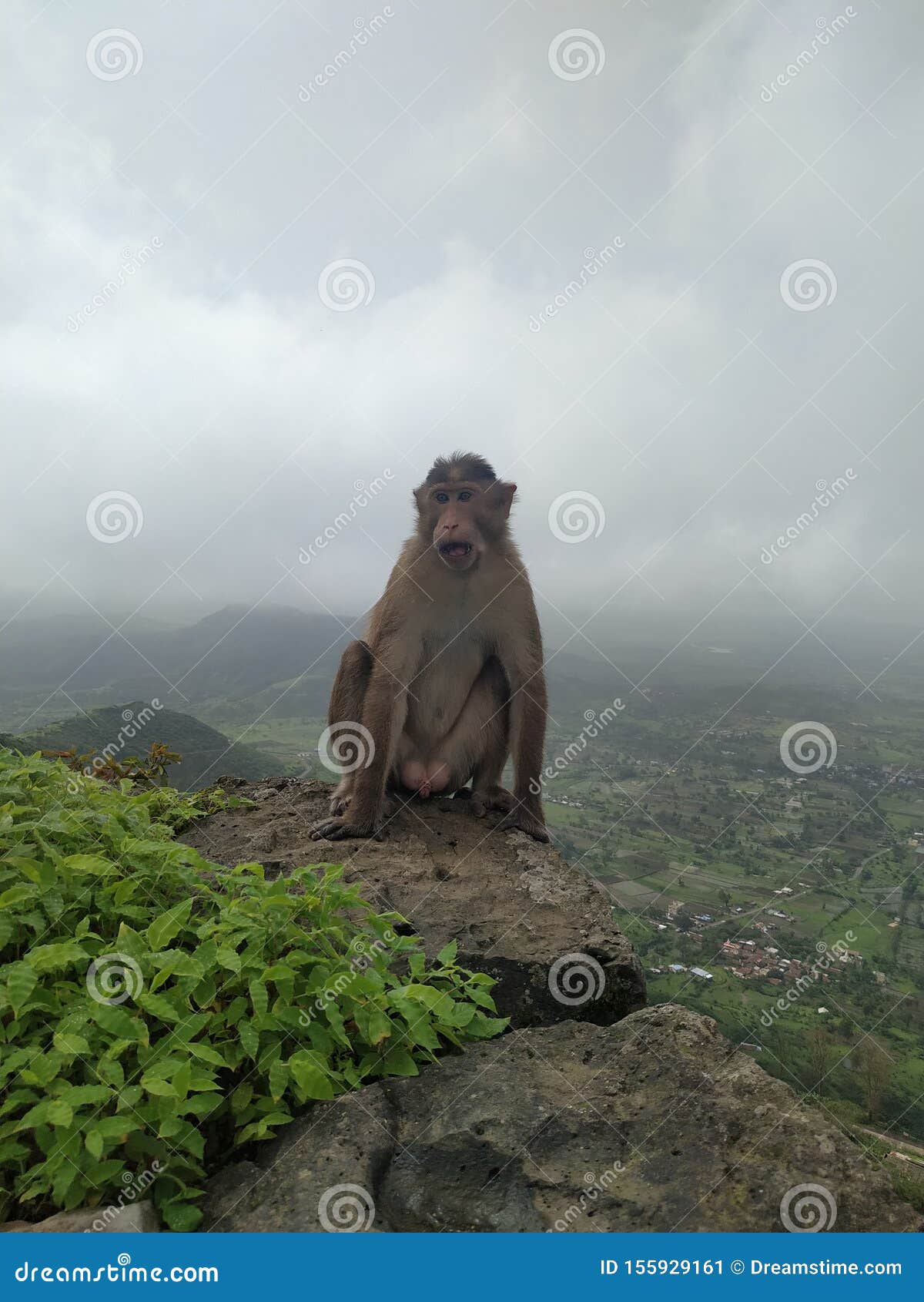 Monkey in mountain stock image. Image of monkey, green - 155929161