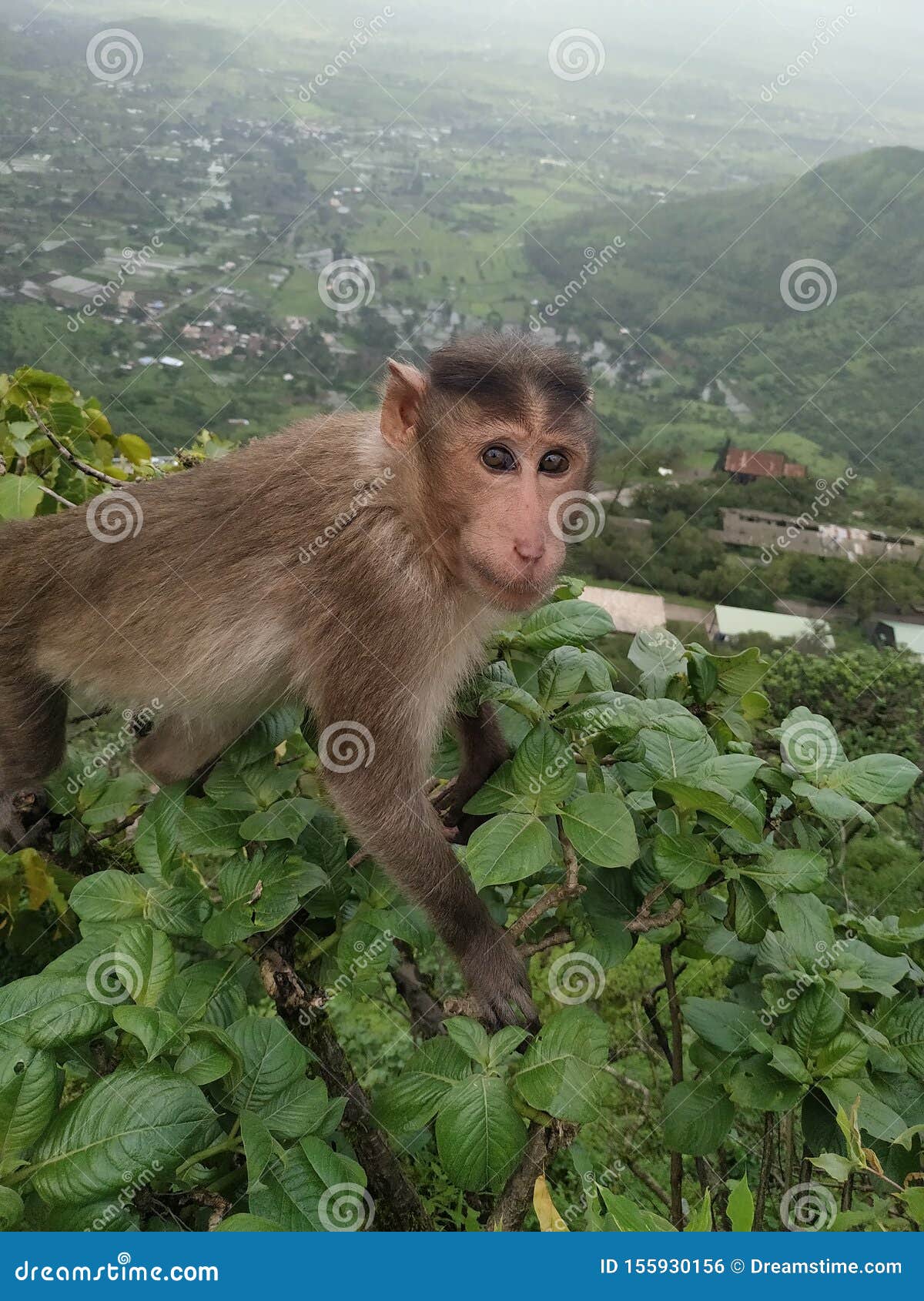 Monkey in mountain stock photo. Image of hill, environment - 155930156