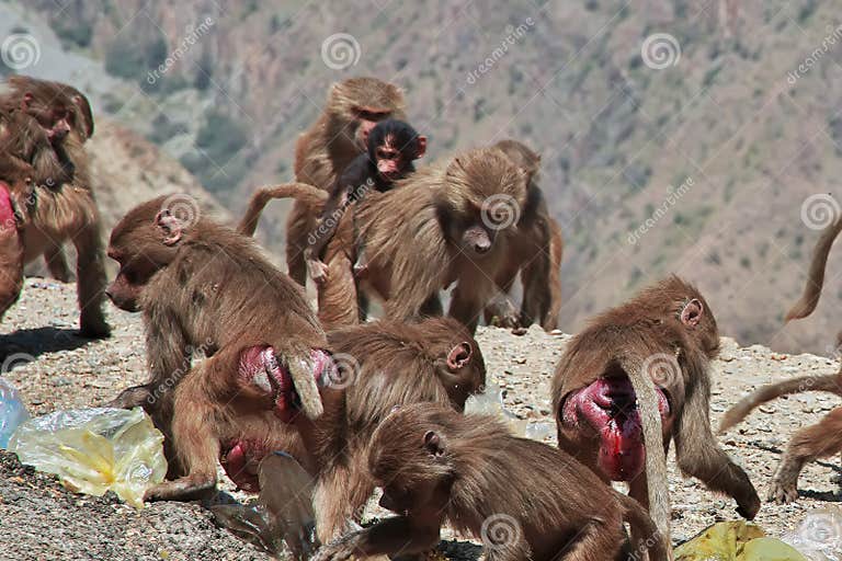 The Monkey in Mountains of Saudi Arabia Stock Image - Image of arabia ...