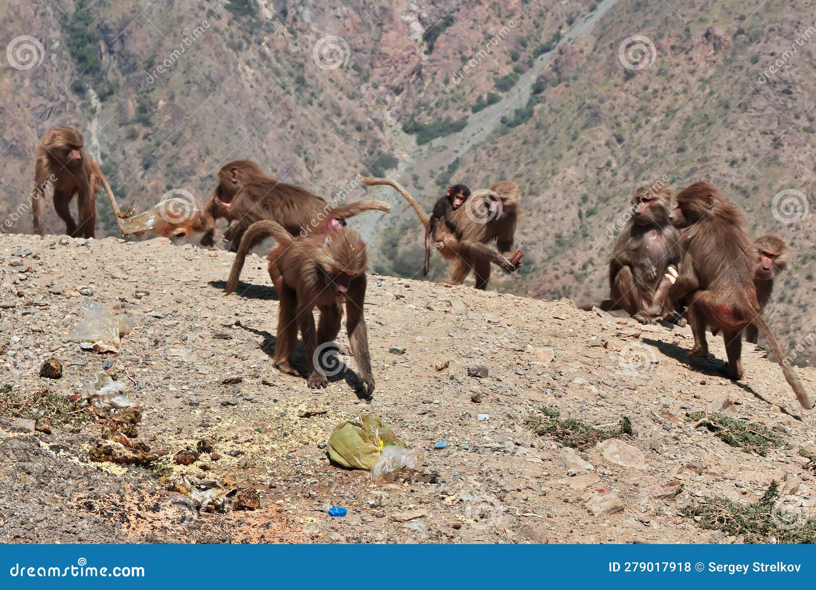 The Monkey in Mountains of Saudi Arabia Stock Photo - Image of arabian ...