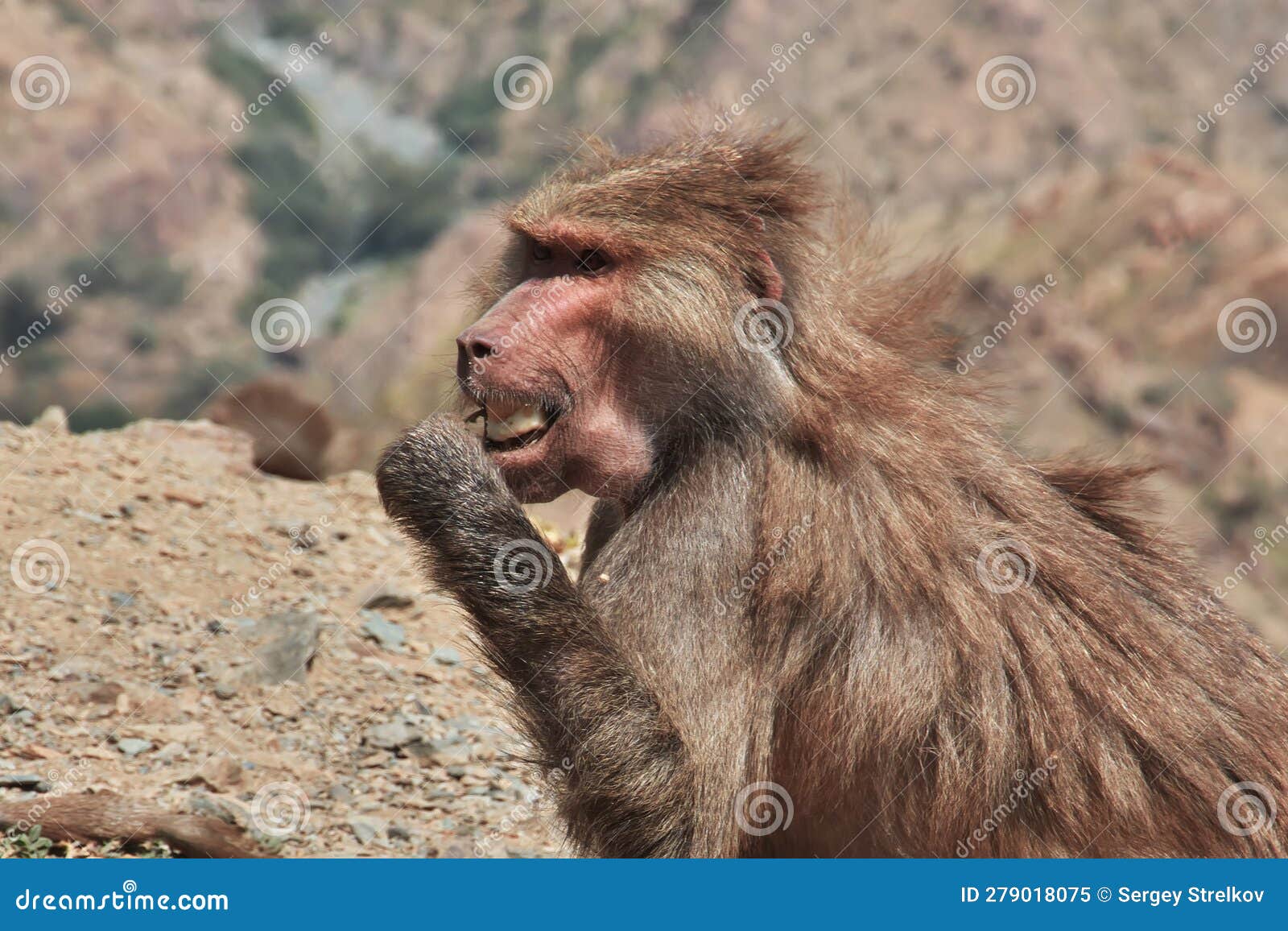 The Monkey in Mountains of Saudi Arabia Stock Image - Image of ...