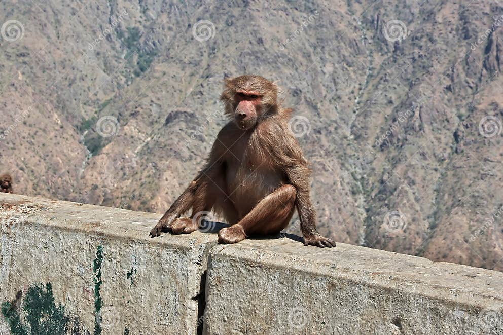 The Monkey in Mountains of Saudi Arabia Stock Photo - Image of arabian ...