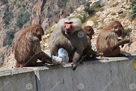 The Monkey in Mountains of Saudi Arabia Stock Photo - Image of ...