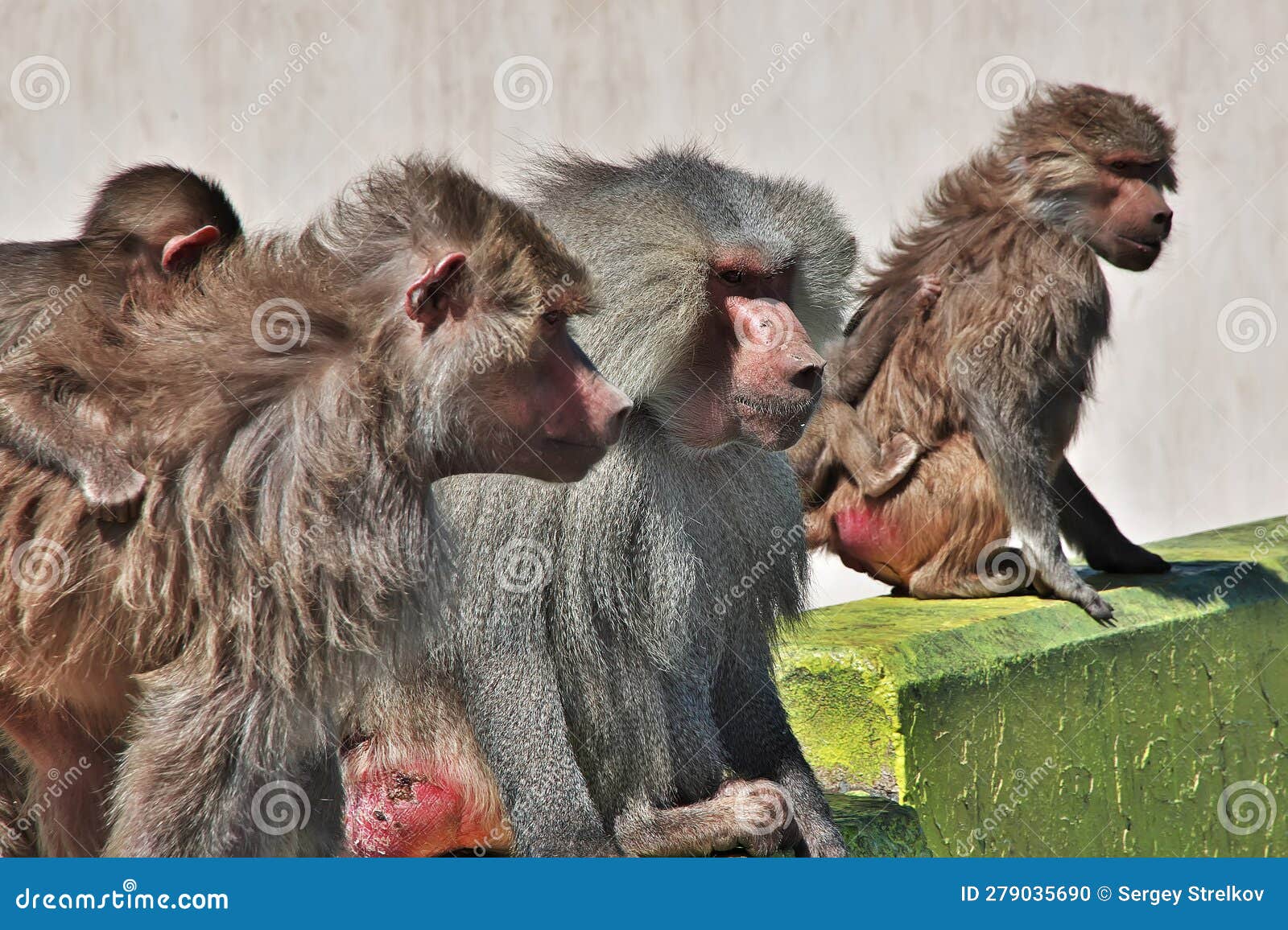 The Monkey in Mountains of Saudi Arabia Stock Photo - Image of nature ...