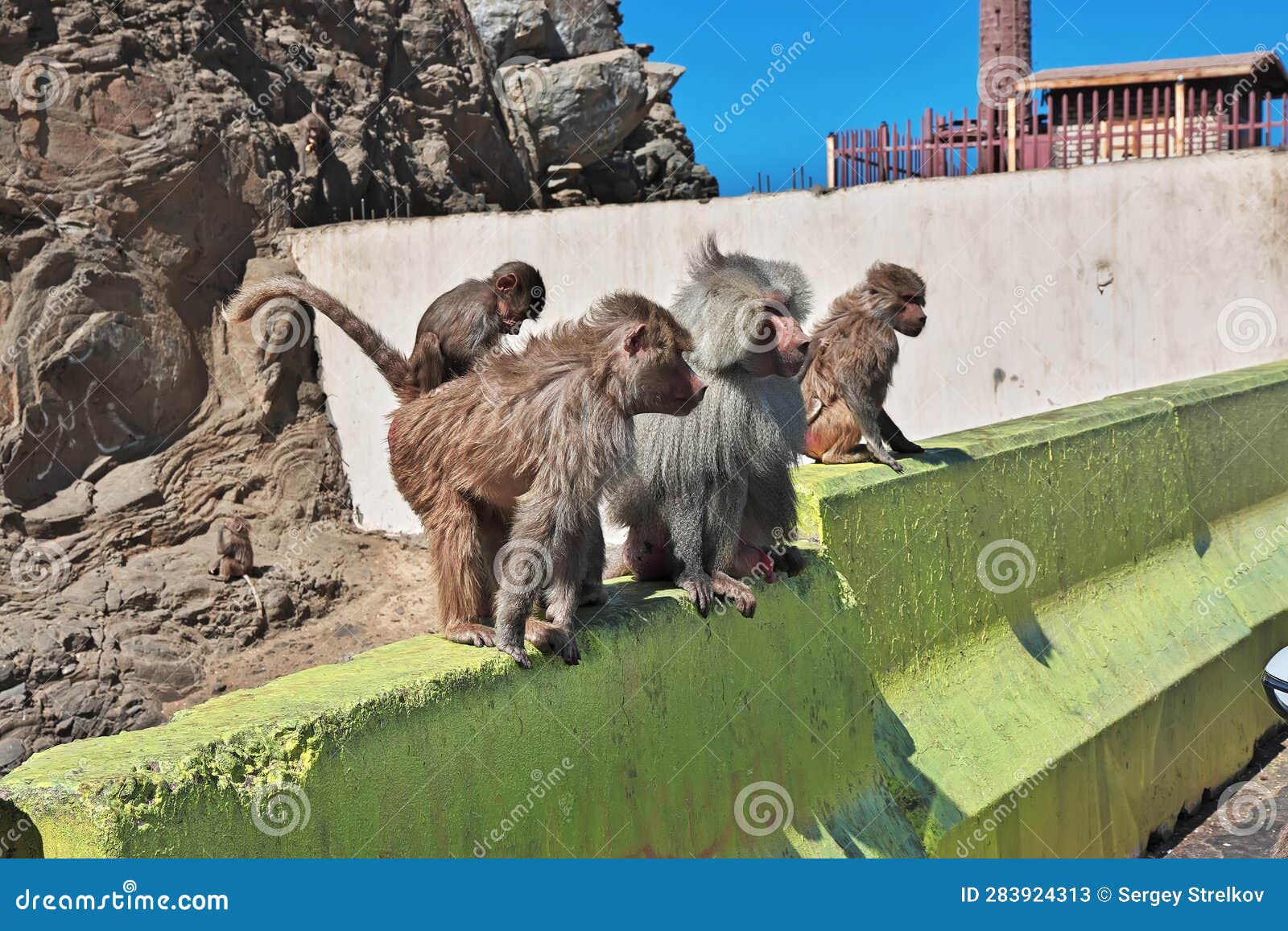 The Monkey in Mountains of Saudi Arabia Stock Image - Image of road ...