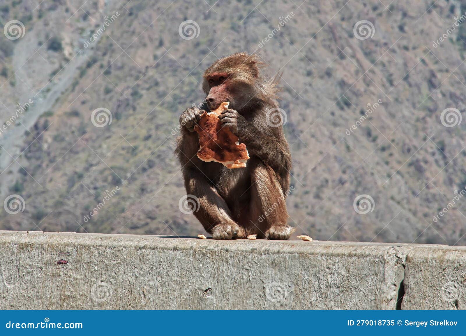 The Monkey in Mountains of Saudi Arabia Stock Image - Image of rural ...