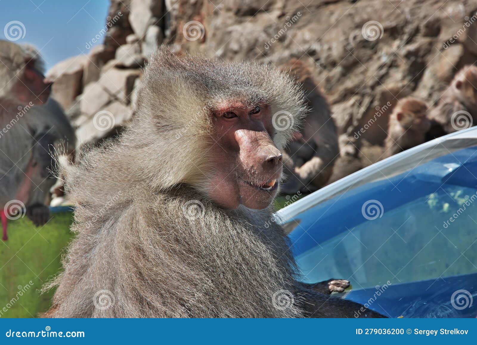 The Monkey in Mountains of Saudi Arabia Stock Photo - Image of persian ...