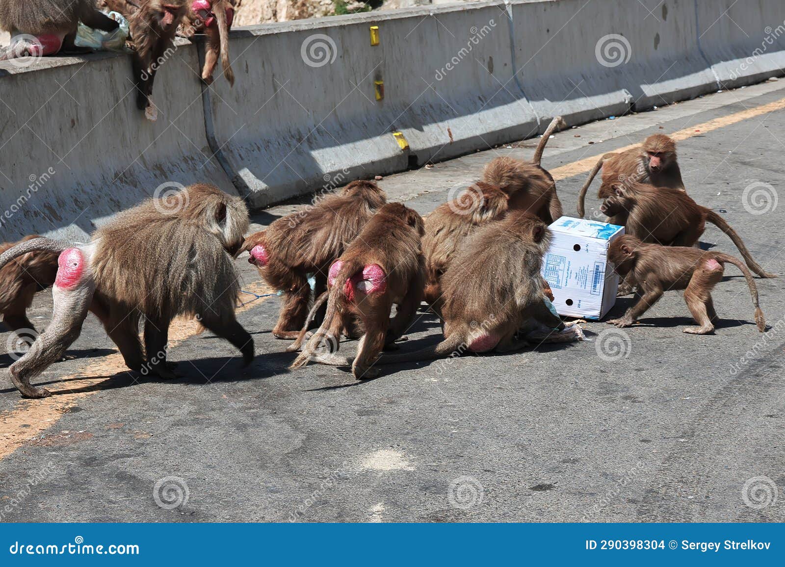 The Monkey in Mountains of Saudi Arabia Stock Photo - Image of oasis ...