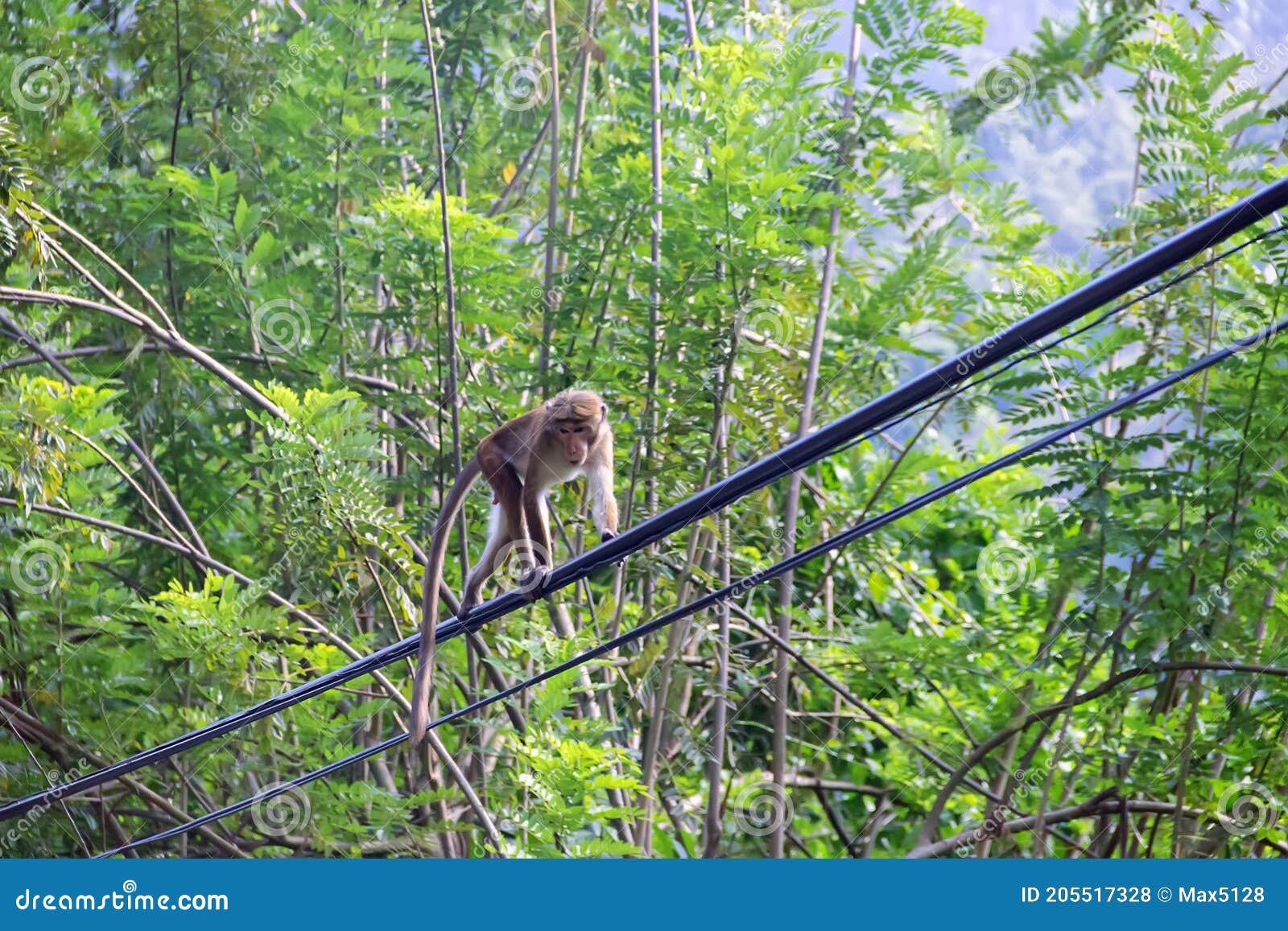 Monkey Moves Easily on Electric Cable Stock Photo - Image of attraction ...