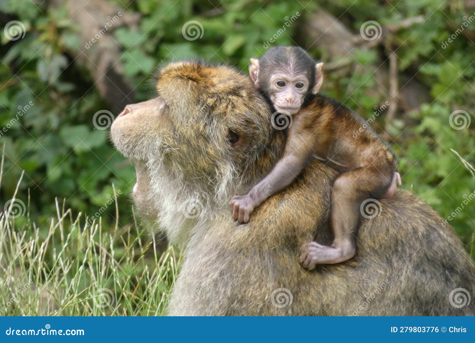 Monkey mum and baby stock photo. Image of baby, cuddling - 279803776