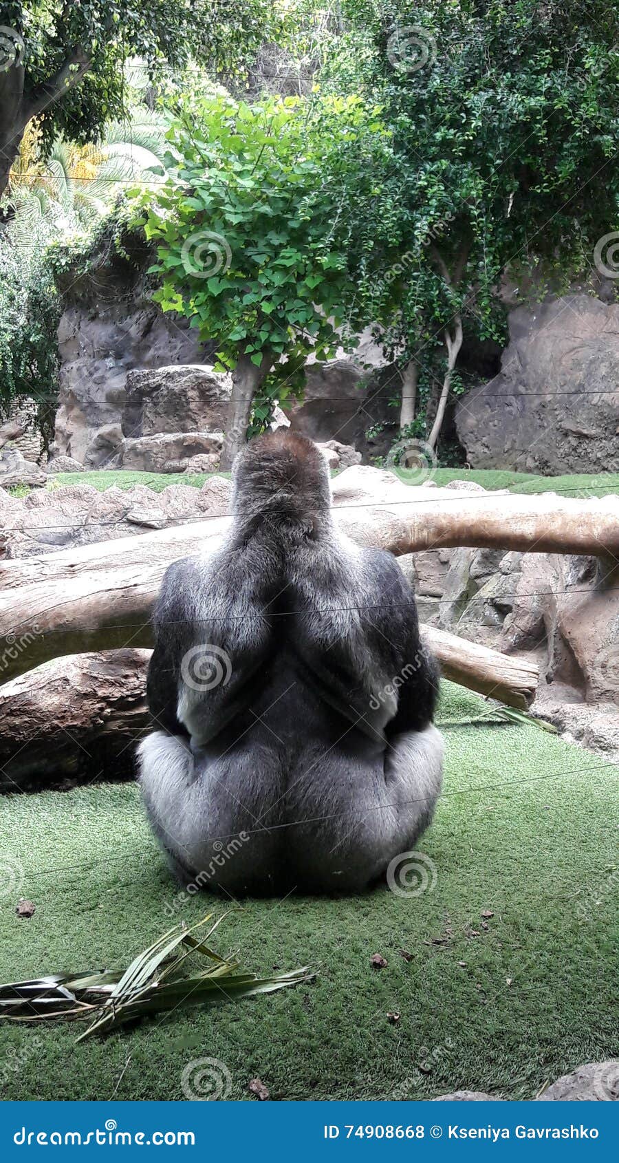 Monkey stock photo. Image of jungle, monkey, force, sitting - 74908668