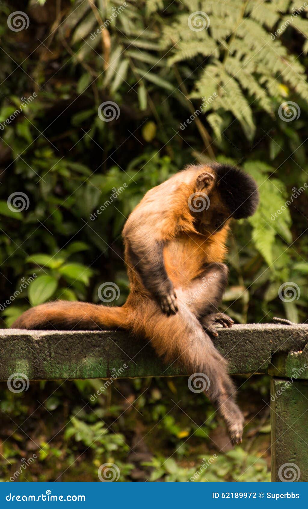 Monkey Nail stock photo. Image of food, black, preservation - 62189972