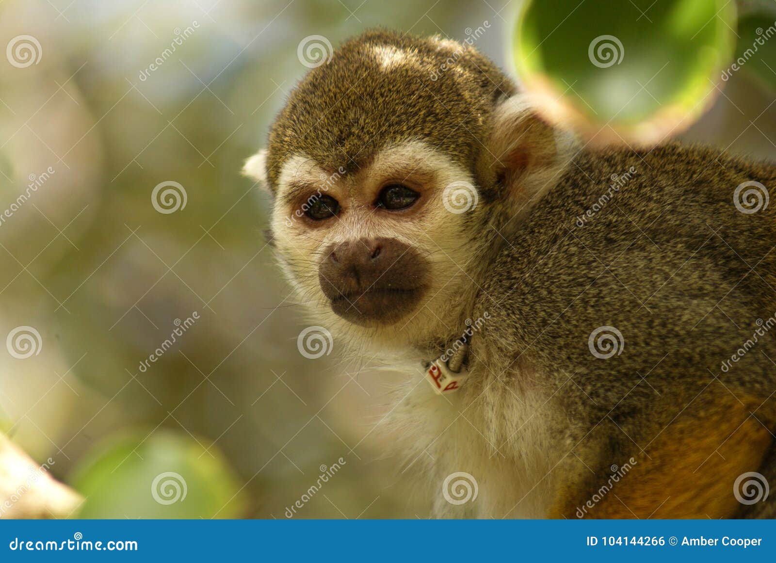 Monkey named P stock photo. Image of nature, monkey - 104144266