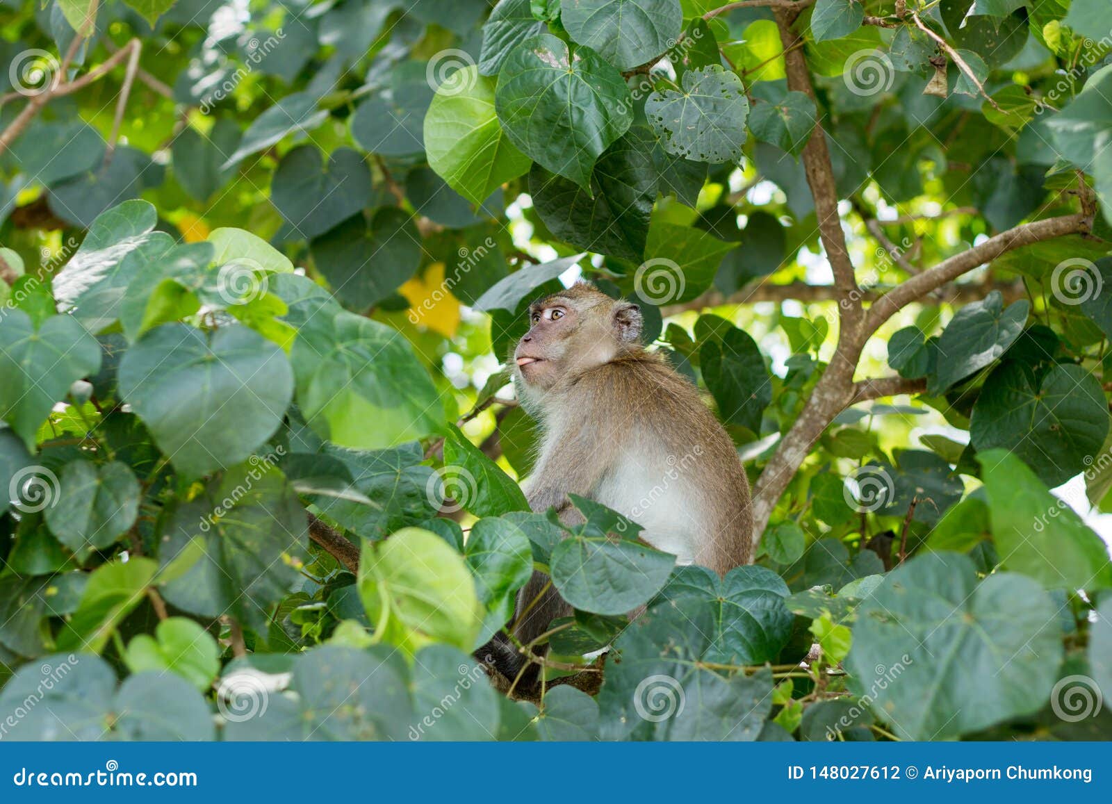 Monkey in natural habitat. stock photo. Image of jungle - 148027612