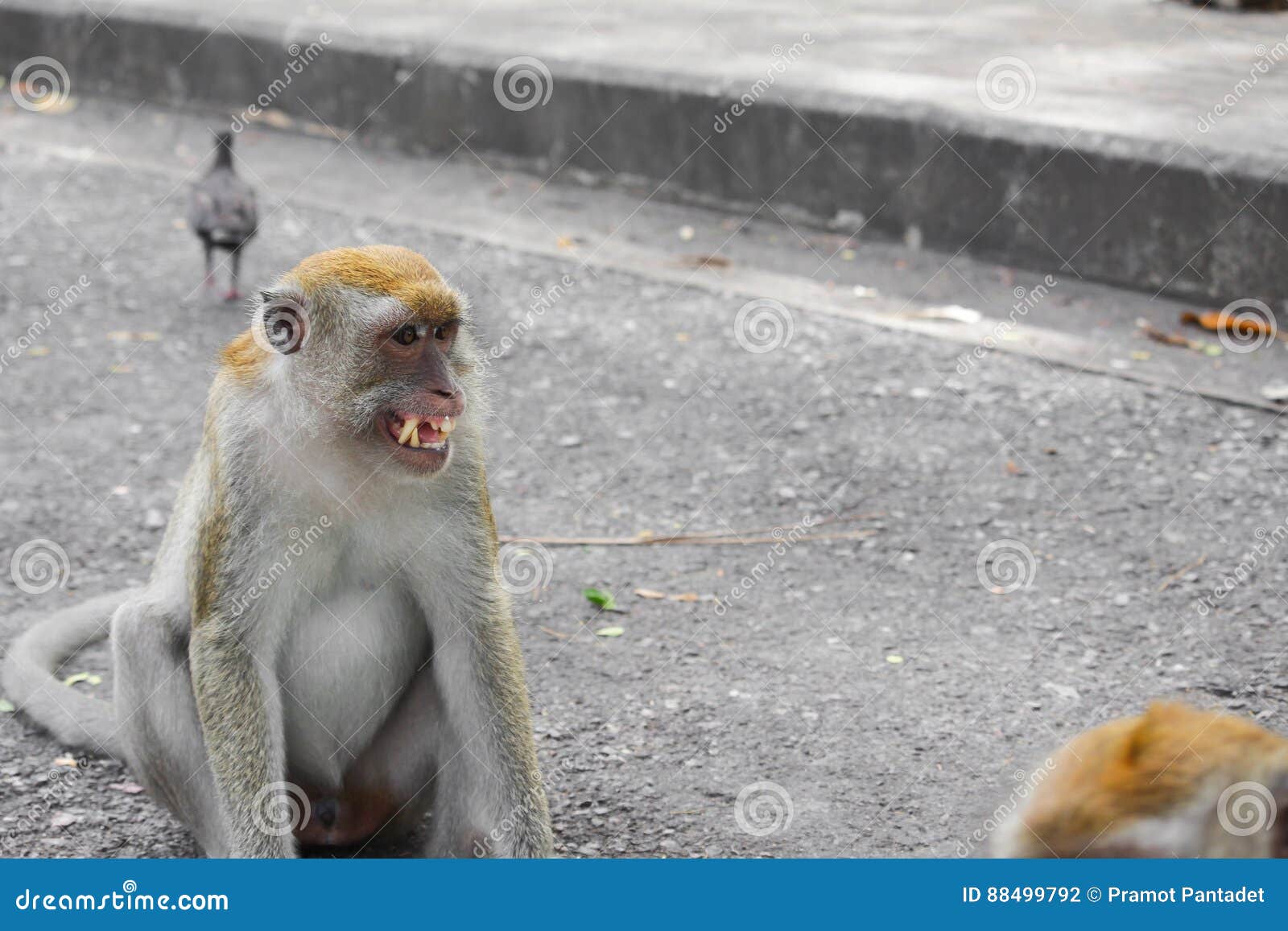Monkey Nature Angry in Thailand Stock Photo - Image of funny, eating ...