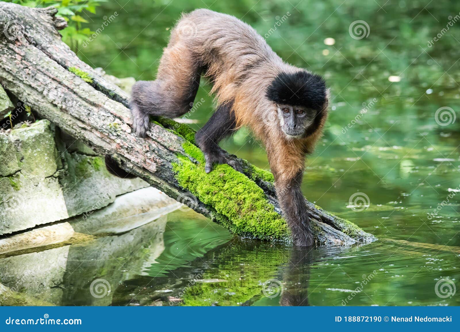 A Monkey in Nature. a Monkey by the Water Stock Photo - Image of body ...
