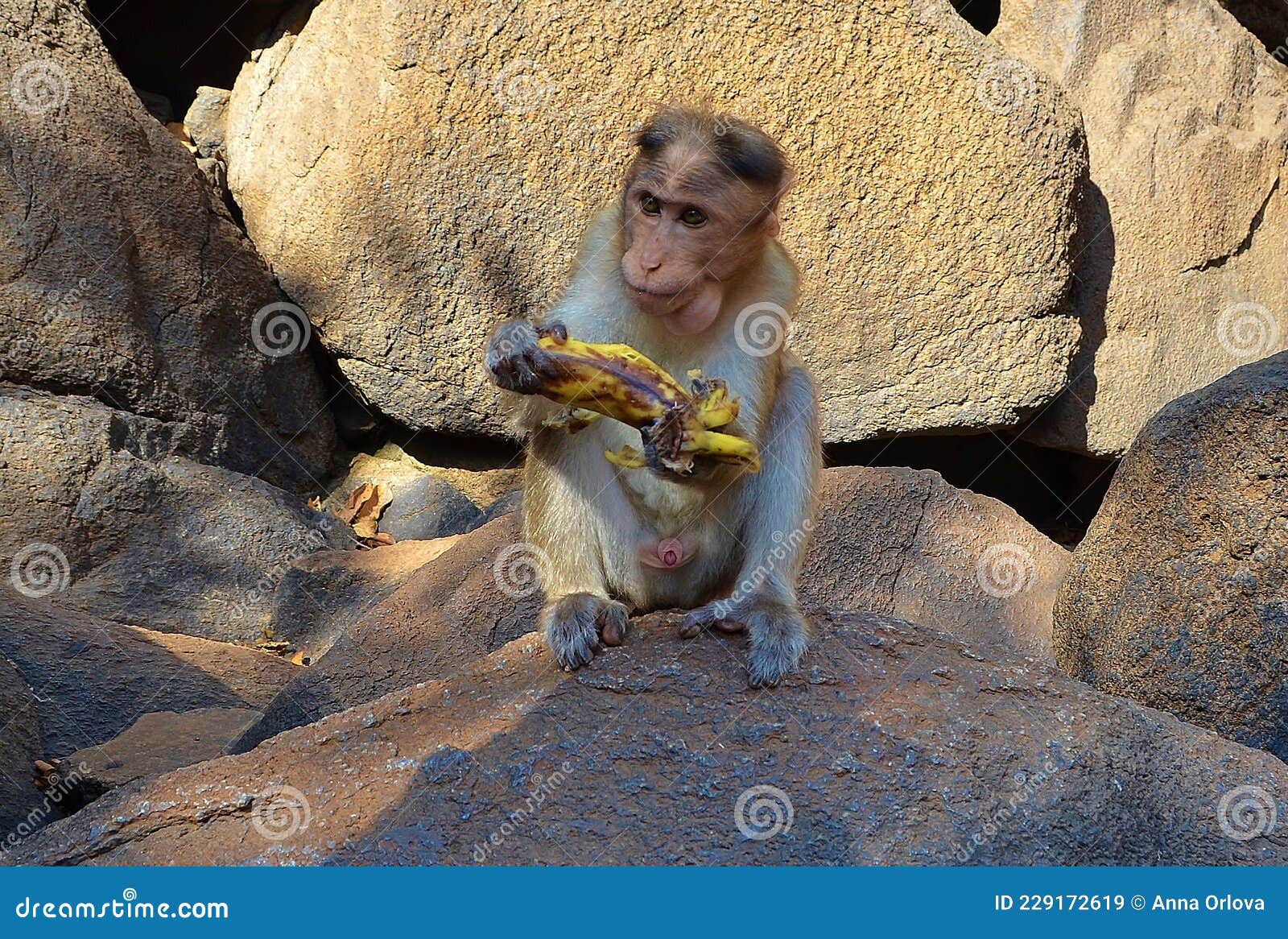 Monkey in a Nature Reserve in Goa State in India Stock Image - Image of ...
