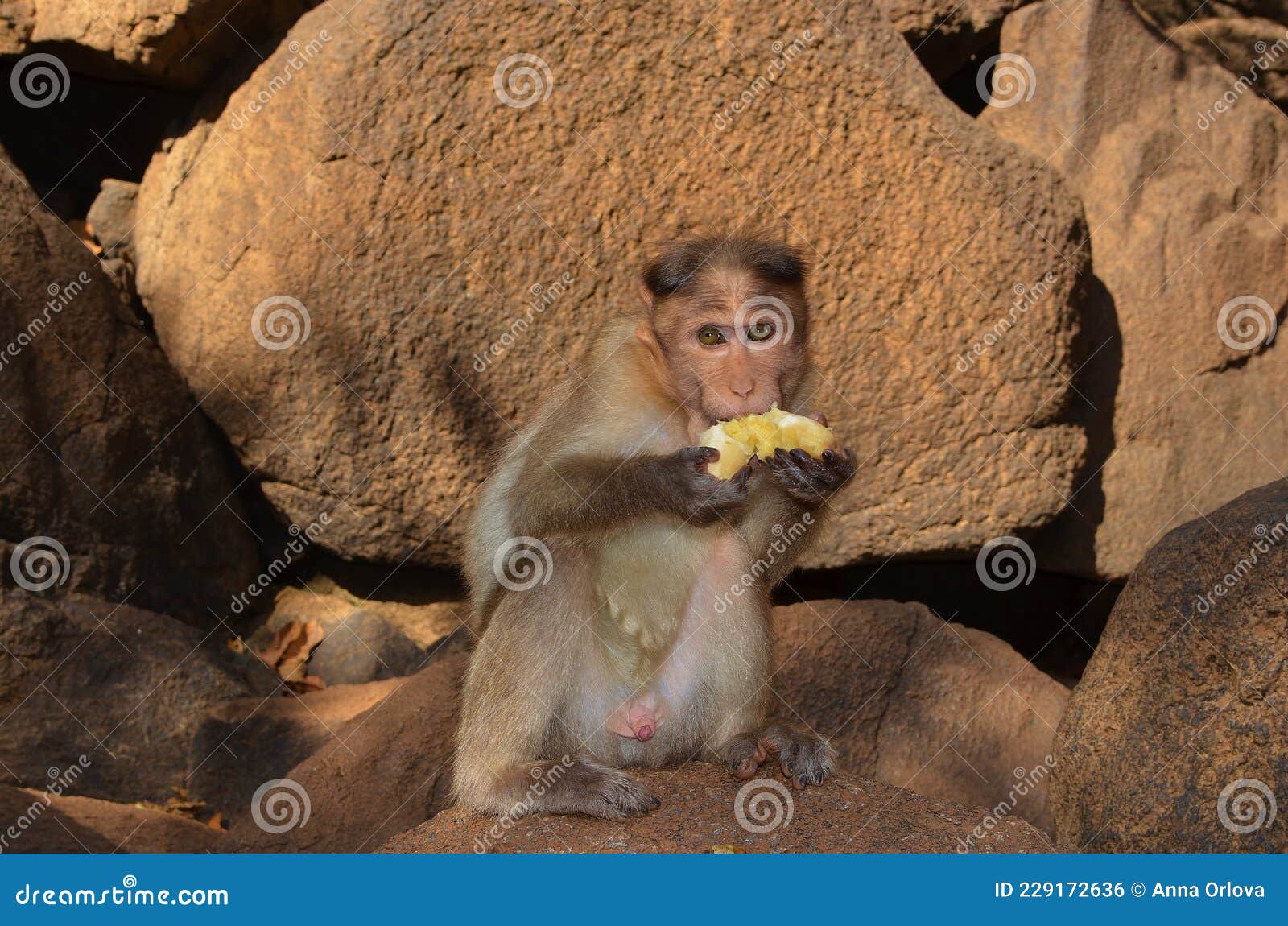 Monkey in a Nature Reserve in Goa State in India Stock Photo - Image of ...