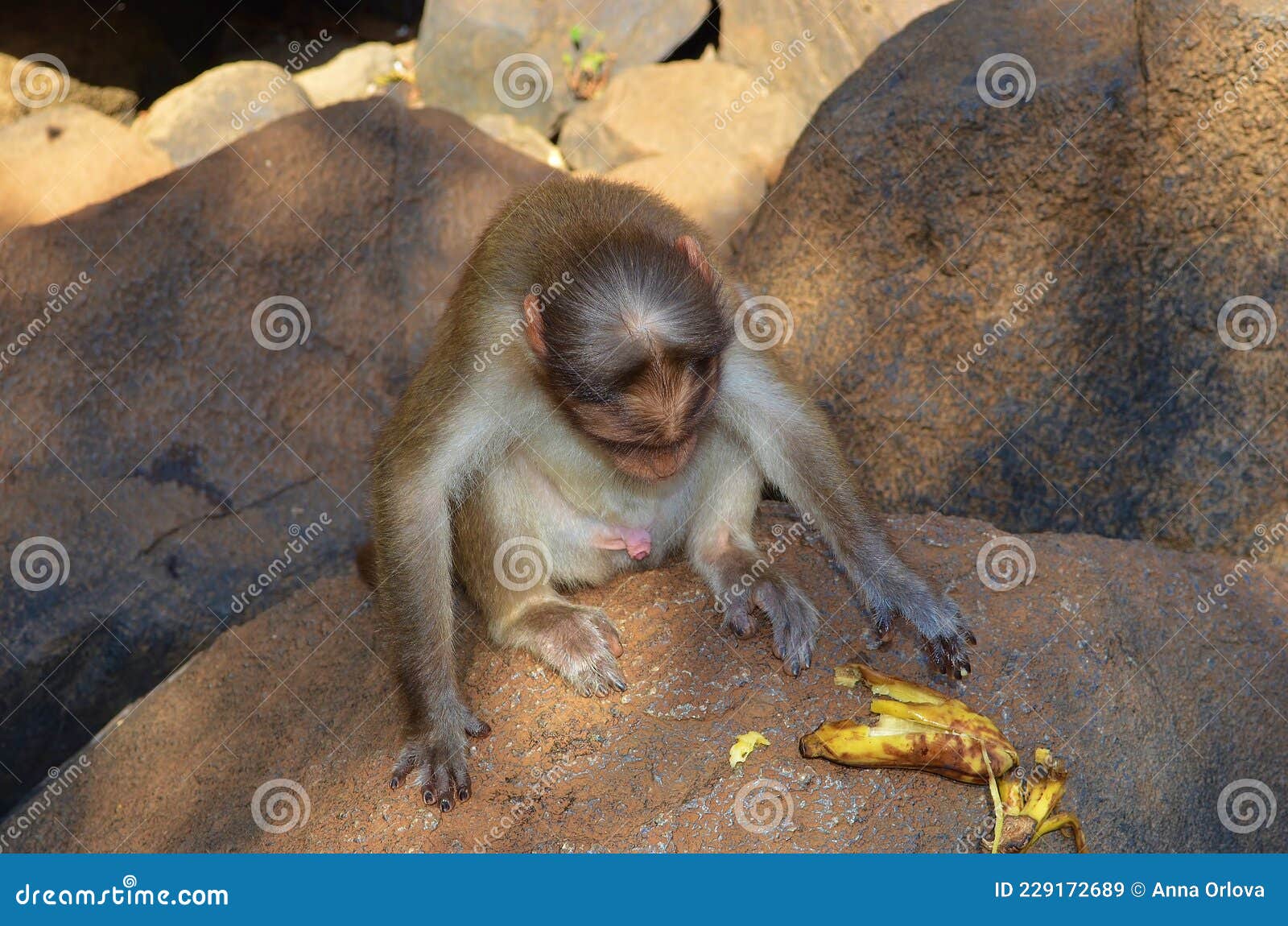Monkey in a Nature Reserve in Goa State in India Stock Image - Image of ...