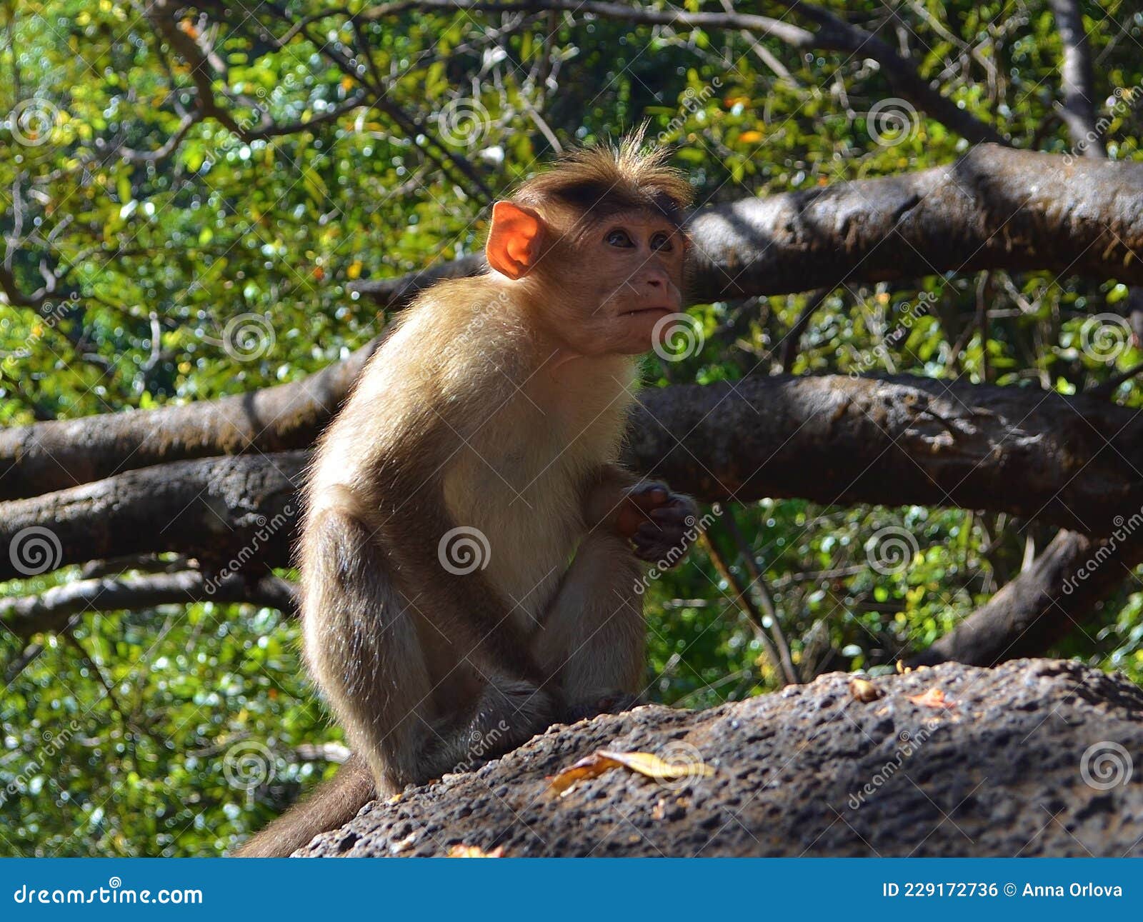 Monkey in a Nature Reserve in Goa State in India Stock Photo - Image of ...