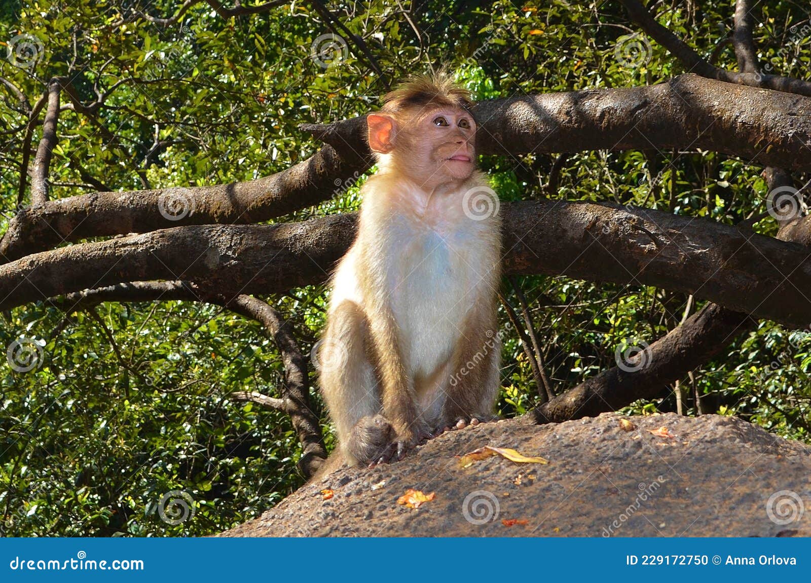 Monkey in a Nature Reserve in Goa State in India Stock Photo - Image of ...