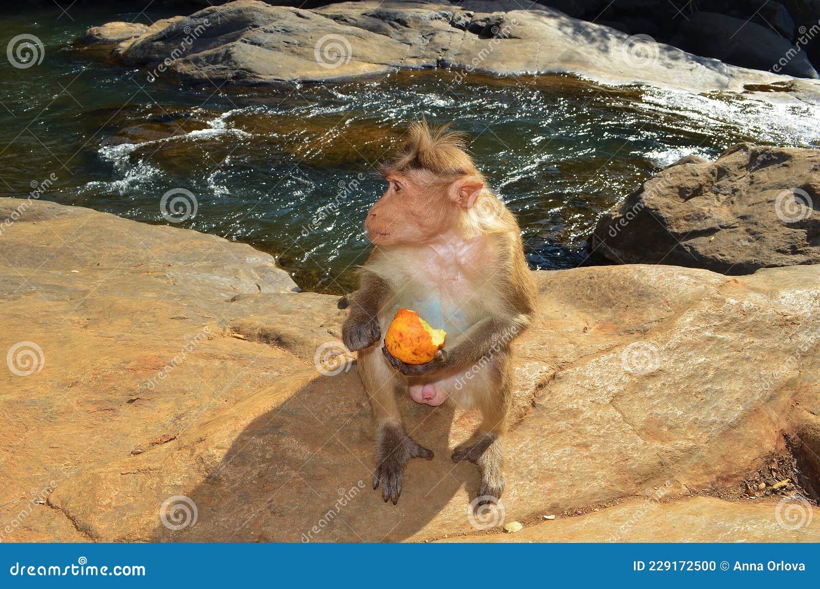 Monkey in a Nature Reserve in Goa State in India Stock Photo - Image of ...