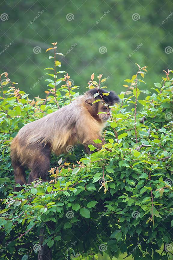 A Monkey on a Tree. a Monkey in Nature. Robust Capuchin Monkeys are ...