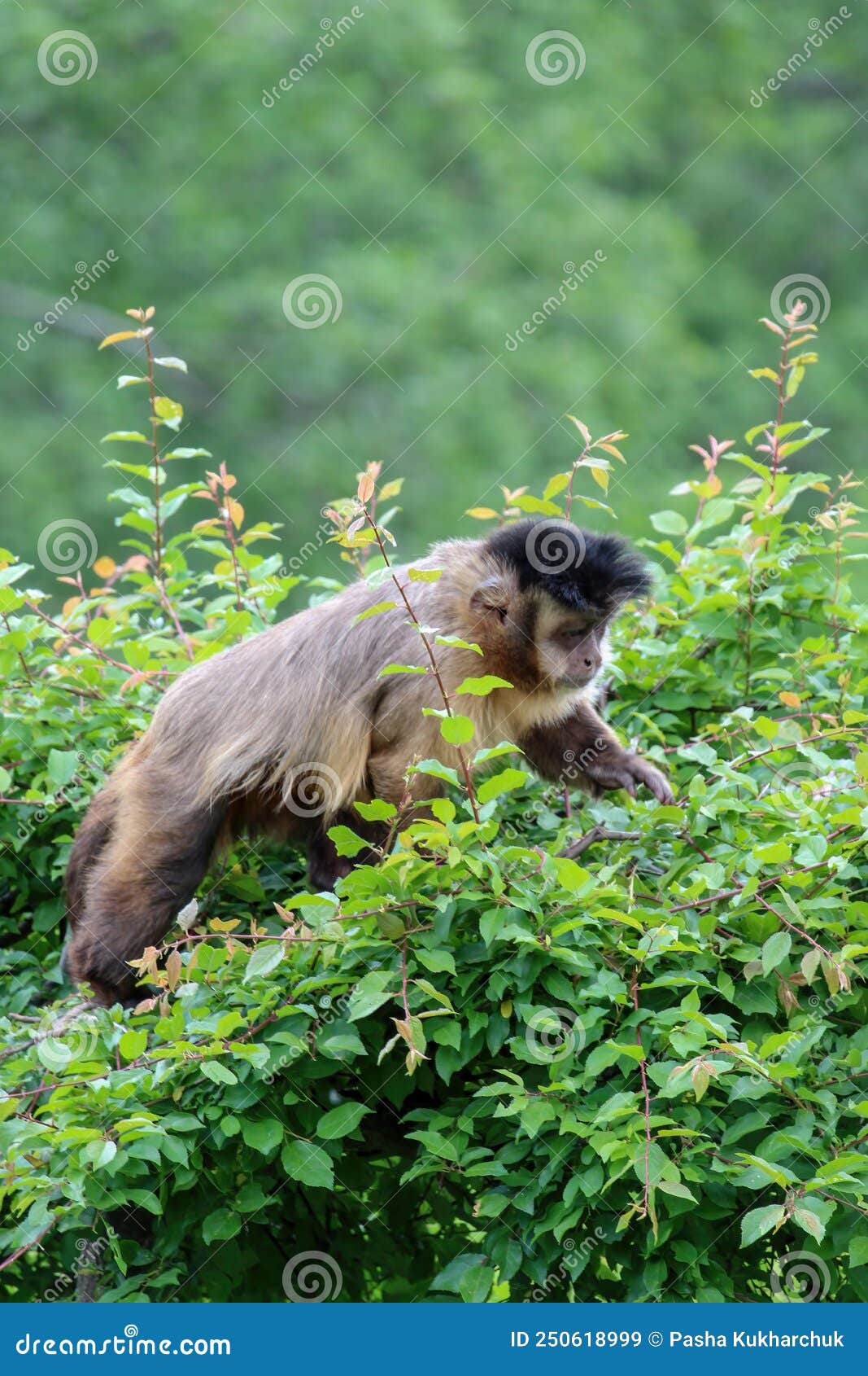 A Monkey on a Tree. a Monkey in Nature. Robust Capuchin Monkeys are Capuchin Monkeys in the ...
