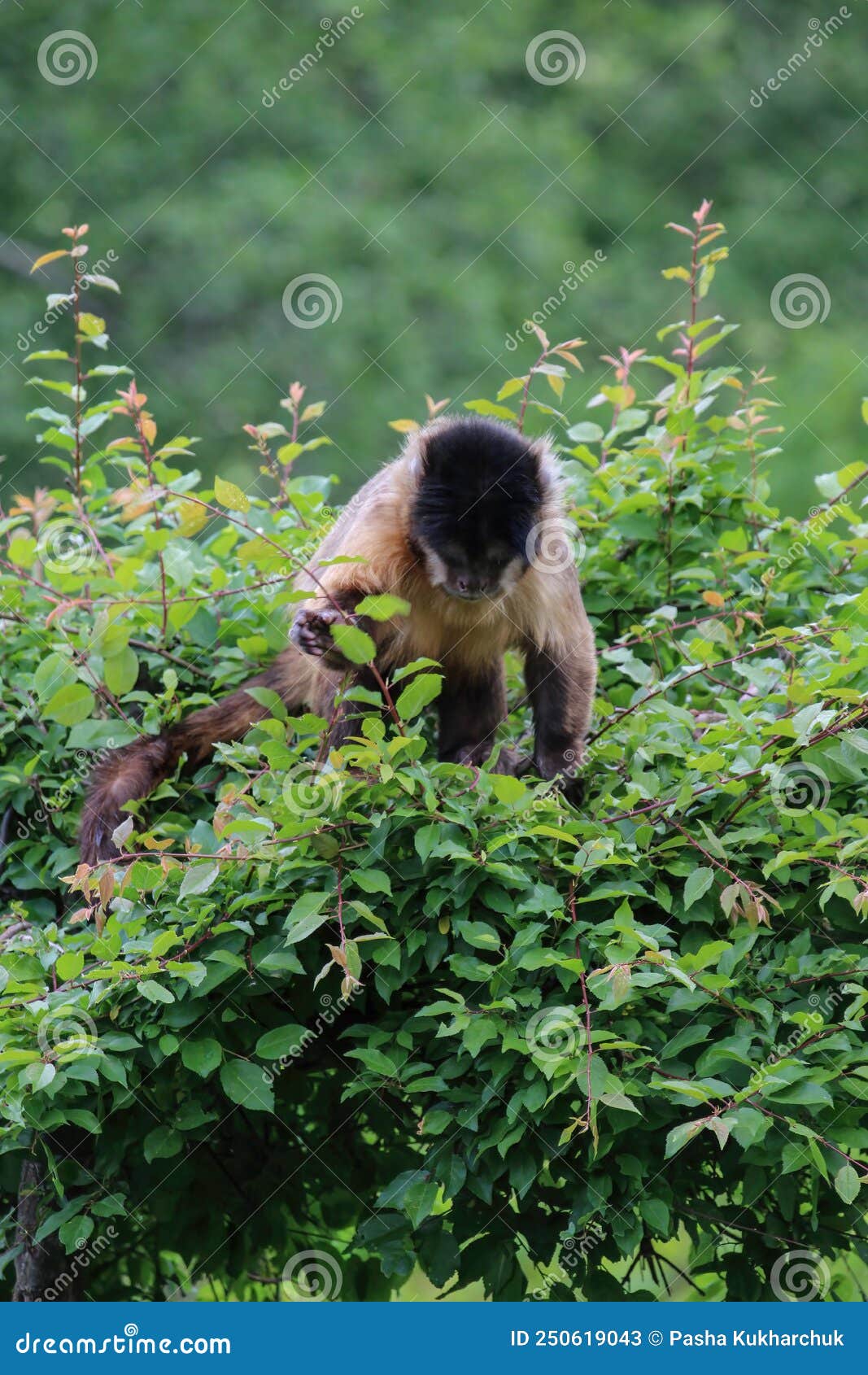 A Monkey on a Tree. a Monkey in Nature. Robust Capuchin Monkeys are ...