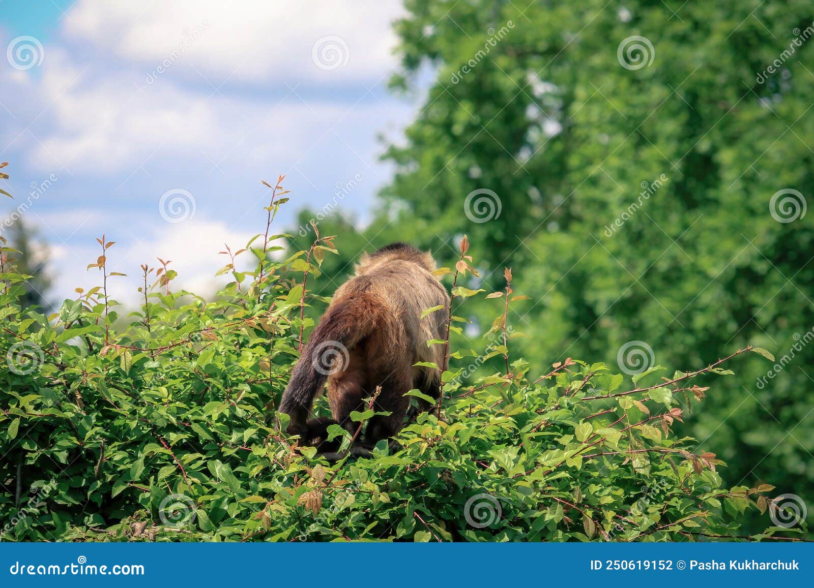 A Monkey on a Tree. a Monkey in Nature. Robust Capuchin Monkeys are ...