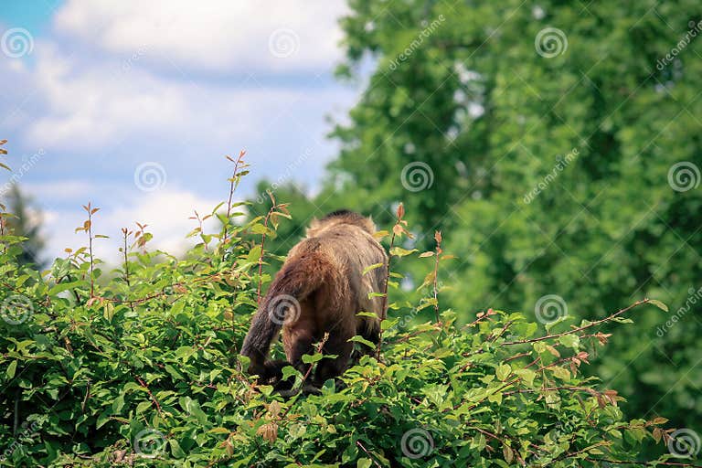 A Monkey on a Tree. a Monkey in Nature. Robust Capuchin Monkeys are ...