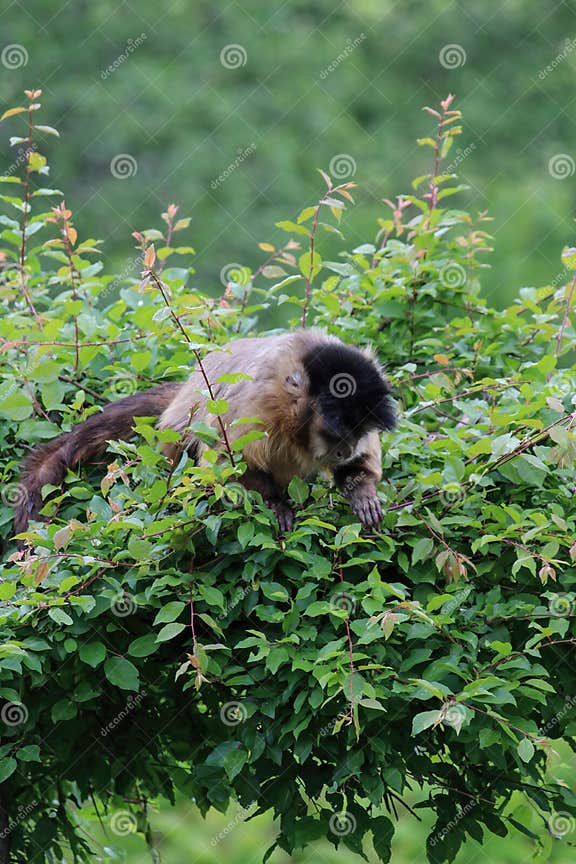 A Monkey on a Tree. a Monkey in Nature. Robust Capuchin Monkeys are ...