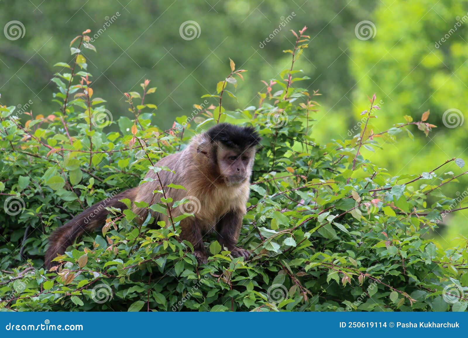 A Monkey on a Tree. a Monkey in Nature. Robust Capuchin Monkeys are ...