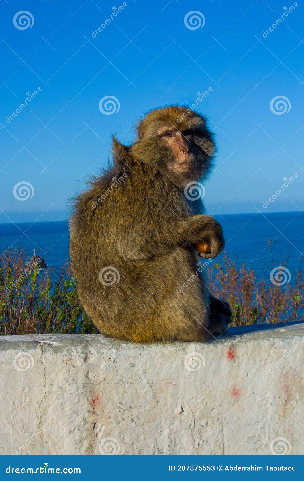 A Monkey Near the Seashore in the Nature of Jijel Algeria Stock Image ...