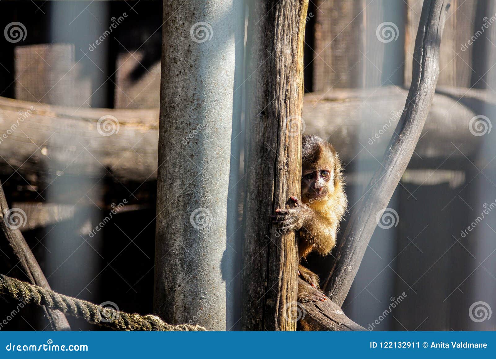 Monkey Nella Gabbia, Occhi Sono Triste Immagine Stock - Immagine di ...