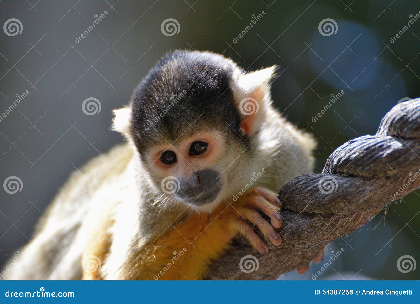 Monkey stock photo. Image of london, looking, funny, staring - 64387268