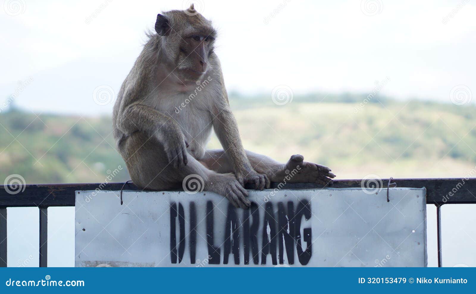 Monkey notification stock image. Image of sign, animal - 320153479
