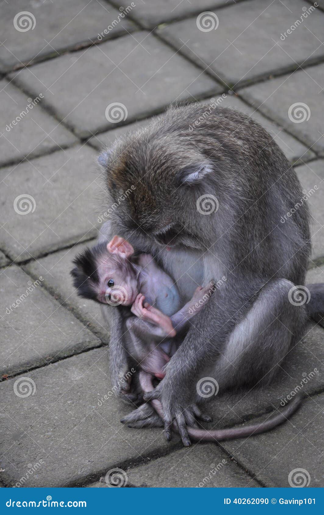 Monkey Nursing Baby Infant Monkey Stock Photo - Image of paving, baby ...