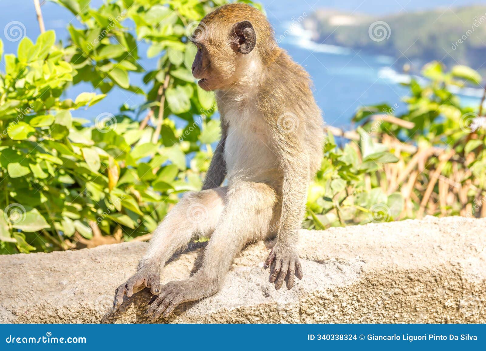 Monkey in Nusa Penida, Indonesia Stock Photo - Image of mammal ...