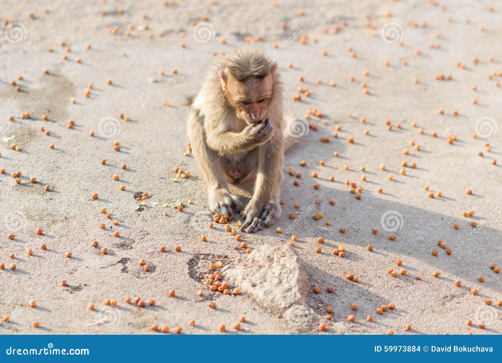 Monkey and nuts stock photo. Image of mammal, fullness - 59973884