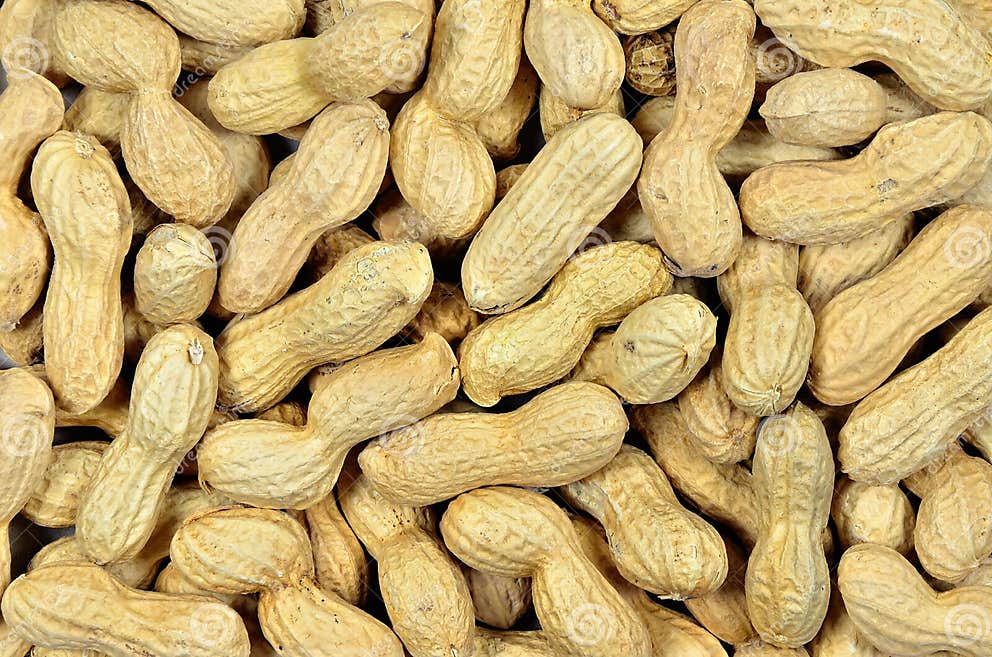 Monkey Nuts stock image. Image of goobers, peanuts, goober - 56321681